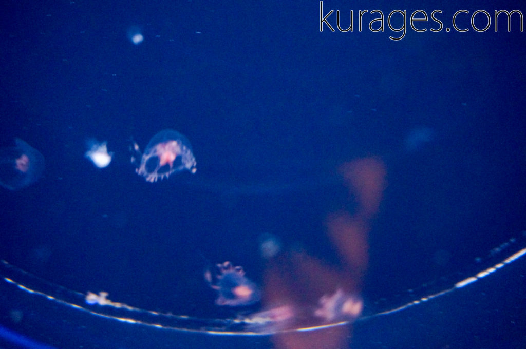 イオリクラゲ (Neoturris breviconis) – KURAGES